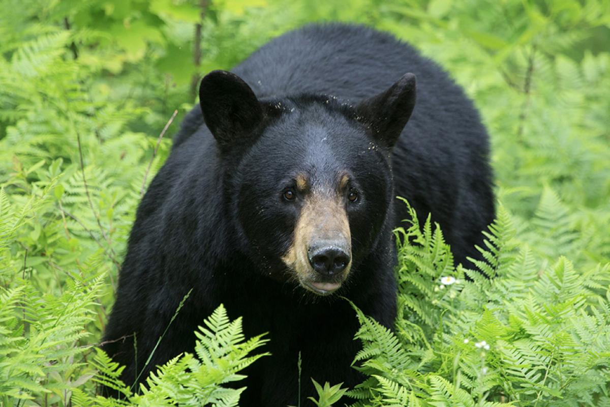 Bear Area | City of Burnaby