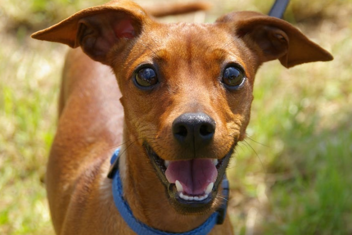 Dog Licences | City of Burnaby