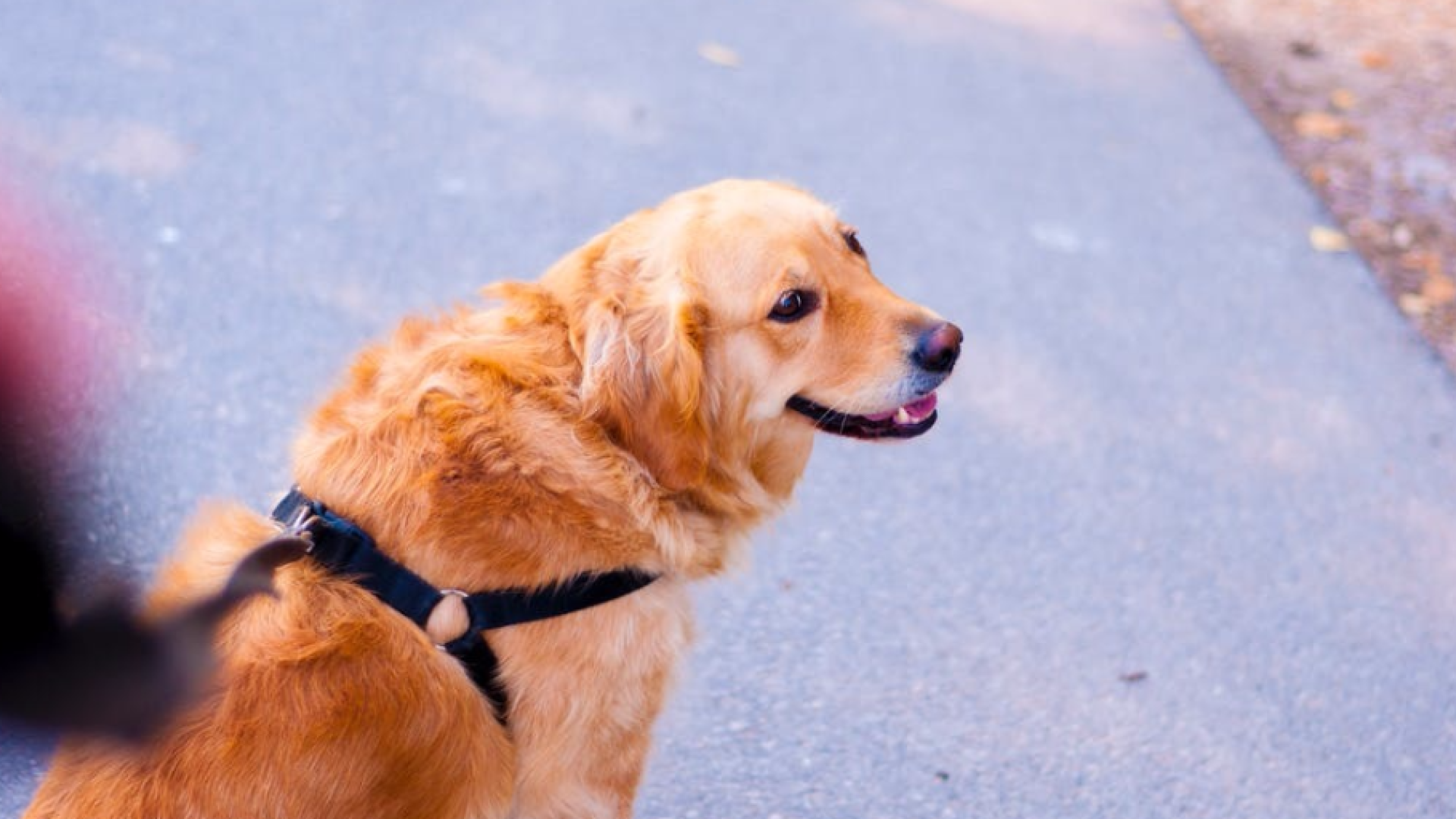 Dog Off-leash Areas | City of Burnaby